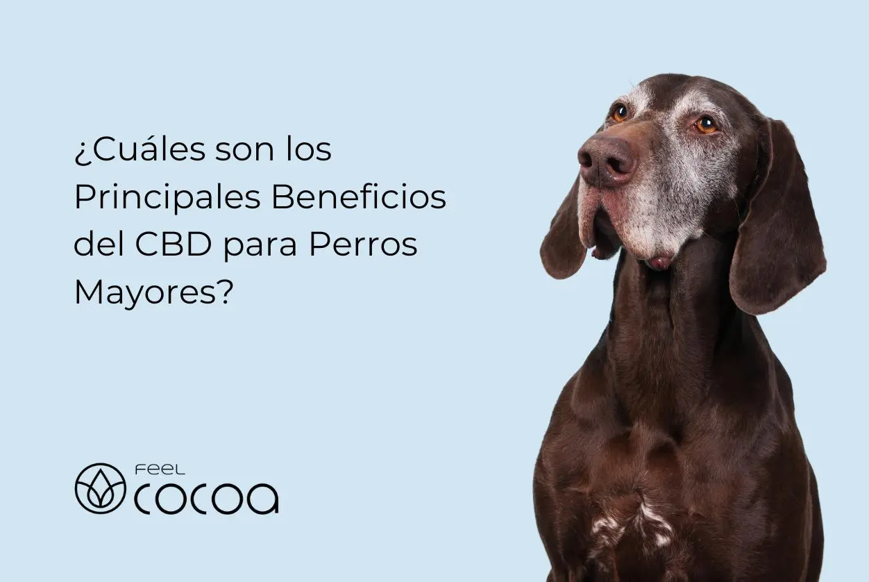 ¿Cuáles son los Principales Beneficios del CBD para Perros Mayores ...